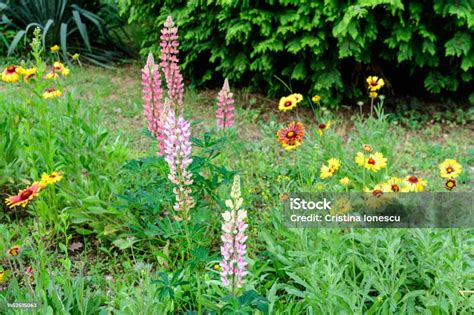 루핀 또는 루핀으로 알려진 루피누스의 분홍색 꽃을 가까이서 만발하고 햇볕이 잘 드는 봄 정원에서 녹색 잔디 부드러운 초점으로 촬영 한 아름다운 야외 꽃 배경 0명에 대한