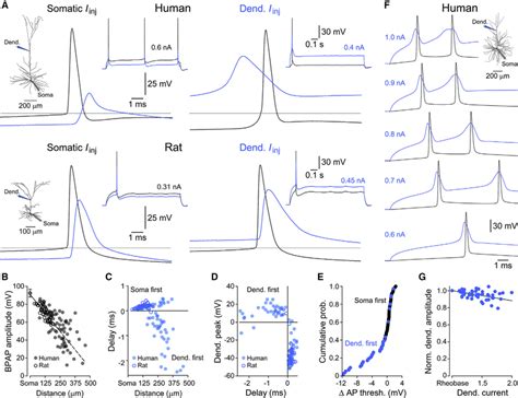 Dendritic Excitability Of Human And Rat L2 3 Pyramidal Neurons A Download Scientific Diagram