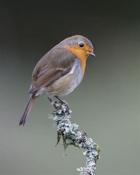 Маленькая птица с коричневой грудкой картинки и фото Poknok Art