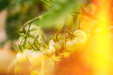 녹색 성장 유기농 토마토 위의 놀라운 일출 채소밭에서 자란 토마토 채소밭에서 밝은 햇살을 볼 수 있는 경치 좋은 전망 유전자 변형 식품 개념 0명에 대한 스톡 사진 및 기타