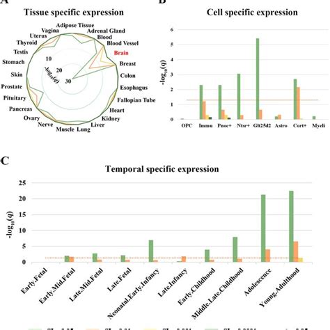Behavioral Relevance Of The Genes Associated With Brain Functional Download Scientific Diagram