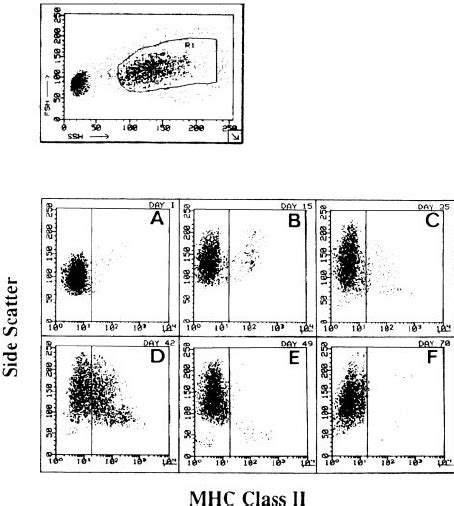 Transient Activation Of Polymorphonuclear Leukocytes By Gm Csf Mhc Download Scientific Diagram