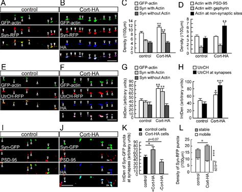 Synaptic Vesicle Localization Semantic Scholar