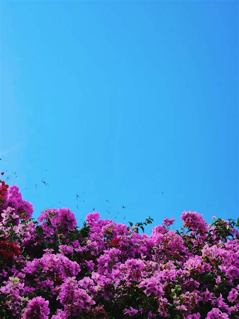 경치 관목 관상용 식물 꽃 꽃 텍스처 꽃가루 꽃과 하늘 꽃잎 나뭇잎 남아메리카 녹색 누크 레오스 리카 다채로운 맑은 날 매력적인 꽃들 무성한 초목