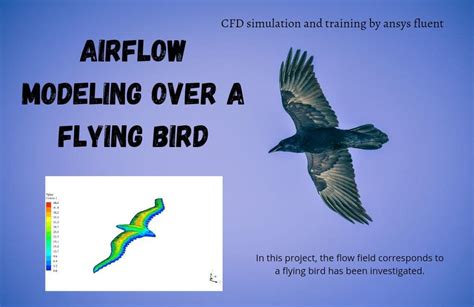 Airflow Modeling Over A Flying Bird Ansys Fluent Cfd Simulation Training Mr Cfd