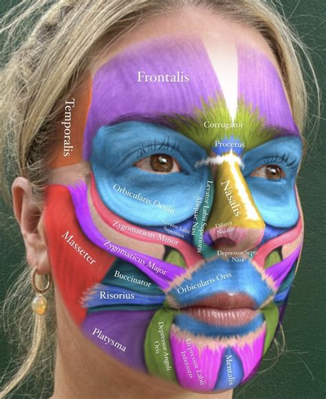 Pin By Rebeca Ravelo On Face Injections In 2024 Skin Anatomy Facial