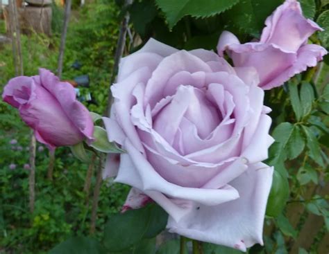 小时候的蓝月亮香水蓝月亮香水第2页大山谷图库