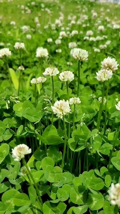 토끼풀은 흙이 비옥해지는데 도움을 줍니다 Youtube