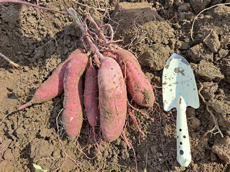 【実録】サツマイモの垂直栽培と通常栽培を比較してみた！！ 理系と学ぶ家庭菜園術