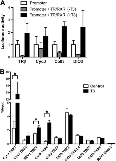 The Binding Of Trrxr Heterodimers To The Tres Identified In The Direct