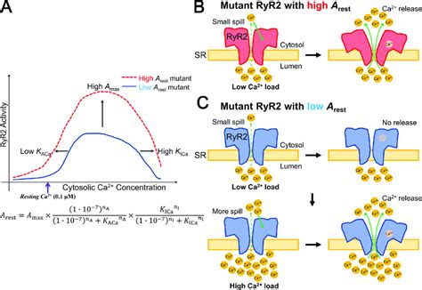 Spontaneous SR Ca 2+ releases through mutant RYR2s with high or low A ...