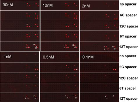 Microarray Results From The Hybridization Of The Zymv ∼ 07 Kb Fragment