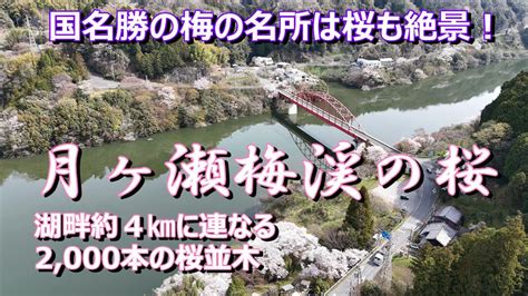 月ヶ瀬梅渓の桜奈良梅の名所は桜も絶景 月ヶ瀬梅渓 桜満開 八幡橋 湖畔の里 つきがせ 名張川 梅林 桃香野見晴らし地