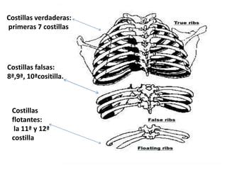 Jaula Toracica Pptx