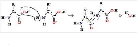 Ap Biology Chapter 5 The Structure And Function Of Macromolecules Flashcards Quizlet