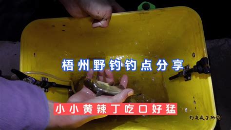 野钓夜钓黄辣丁，这小环境太舒服了 三农视频 搜狐视频