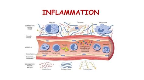 Inflammation — копияpptx