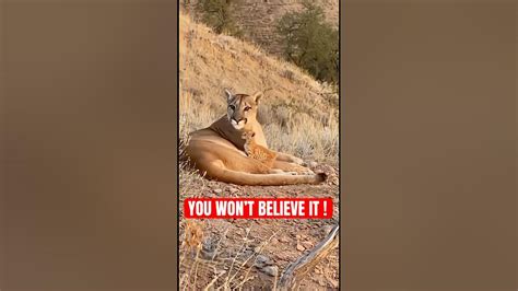 It Should Be A Meal But The Fierce Lion Showed Extreme Gentleness To