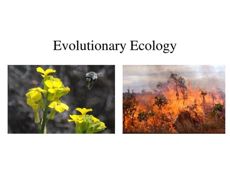 Ppt Evolutionary Ecology Powerpoint Presentation Free Download Id