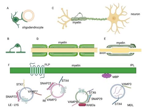 Myelination And Protein Transport To Myelin Mediated By Snares In Cns