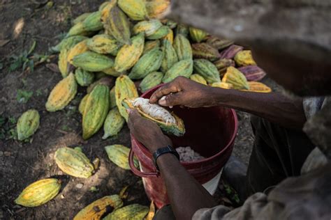 The Bitter Side Of Cocoa Production SAPIENS