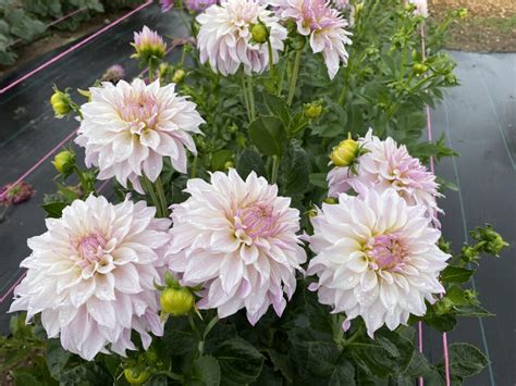 Bloomquist Compare Kaelis Dahlias