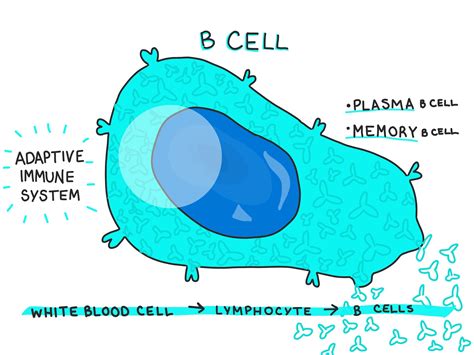 Memory B Cells Cartoon