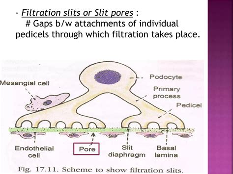 Histology Of Glomerulus Pptx