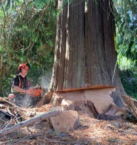 Canadian Tree Service