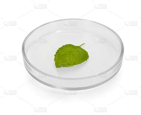 皮氏培养皿叶子植物生物科技水平画幅无人科学实验玻璃杯科学实验室