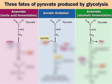 Solution End Products Of Glycolysis And Fate Of Pyruvate 1 Studypool