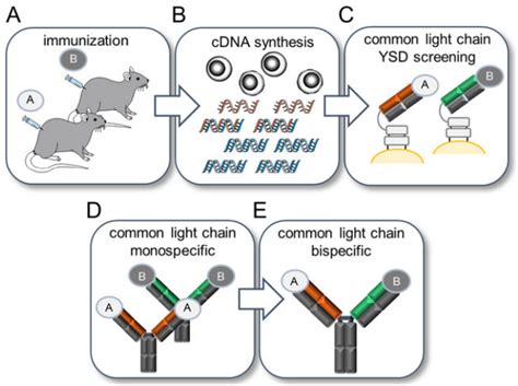 Self Renew专栏|“共同轻链”怎么选择? 知乎 Self Renew专栏|“共同轻链”怎么选择? 知乎