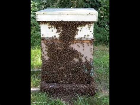 Splitting Beehives Preventing Swarming YouTube