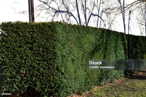 공원의 하얀 벽 근처에서 야우의 울타리를 손질 린든 나무의 그림자는 흰색 석고에 투영됩니다 아름답게 조밀 한 블록의 모양으로