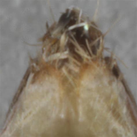 Unknown Trichopteran Abdomen Apex Ventral View Hydropsyche Bugguidenet