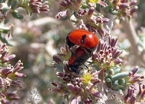 Blister Beetles Wandering Through Wadis