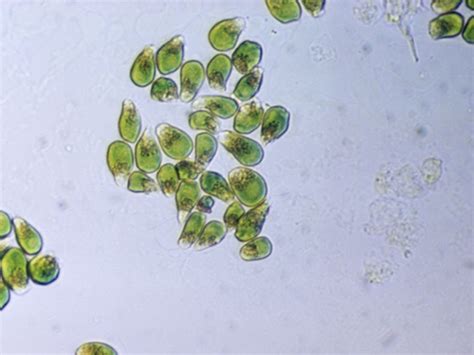 Til That Prochlorococcus And Other Ocean Phytoplankton Are Responsible For 70 Percent Of Earths