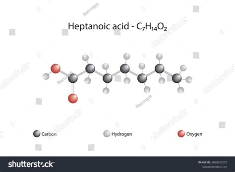Molecular Formula Heptanoic Acid Heptanoic Acid Stock Vector Royalty