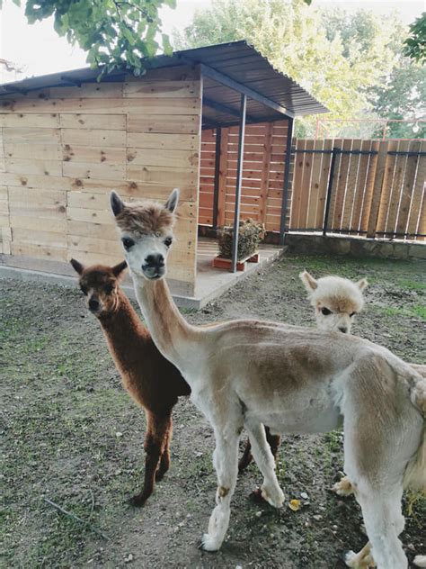 Алпаките со „летна фризура“ пристигнаа во Скопје