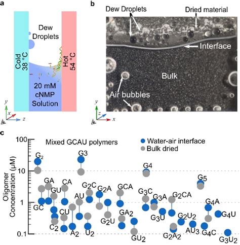 Rna Oligomerisation Without Added Catalyst From 2′ 3′‐cyclic