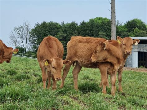 한우를 방목하는 전국의 방목생태축산농장을 소개합니다 매거진더이음