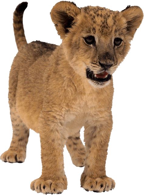 Lion Cub PNG Photo PNG All