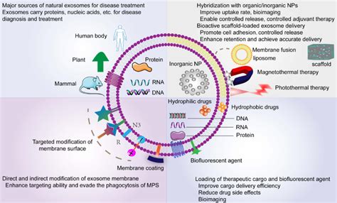 An Overview Of The Main Sources And Applications Of Natural Exosomes