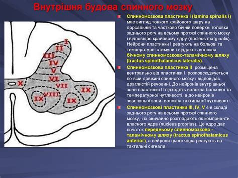 Зовнішня і внутрішня будова спинного мозку Оболони спинного мозку