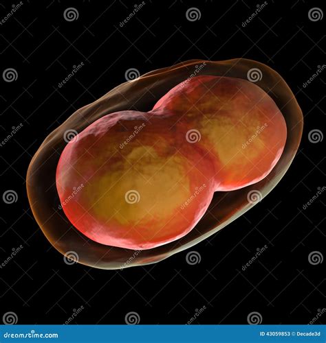 Smallpox Cell Isolated On Black Stock Image Image Of Mumps Disease