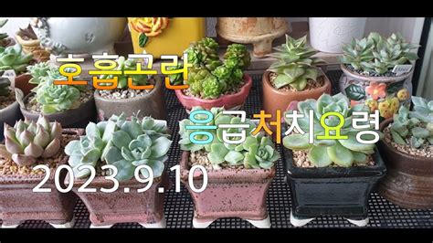 노인다육호흡곤란 응급처치요령2023 917 Youtube