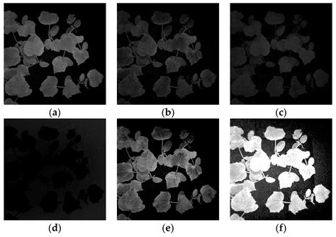 Image Segmentation Of Cucumber Seedlings Based On Genetic Algorithm