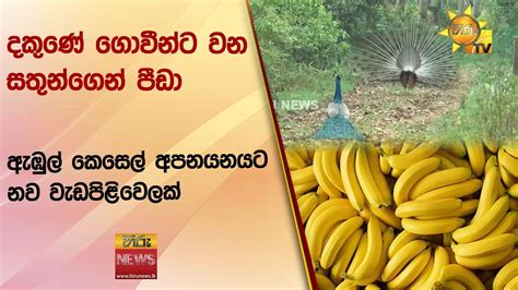 දකුණේ ගොවීන්ට වන සතුන්ගෙන් පීඩා ඇඹුල් කෙසෙල් අපනයනයට නව වැඩපිළිවෙලක් Hiru News Youtube