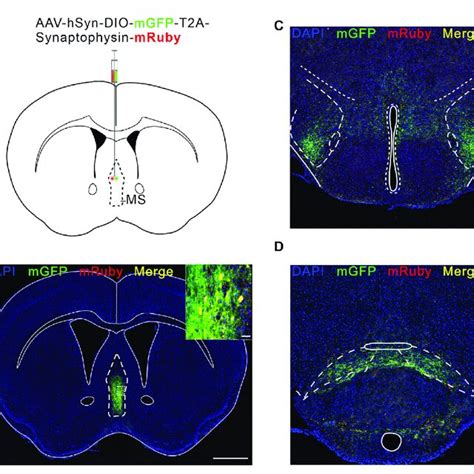 Lh And Sum Receive Direct Projections From Ms Vglut2 Neurons A