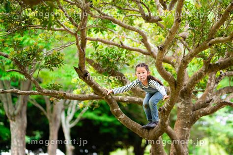 木に登る子供の写真素材 197613524 イメージマート